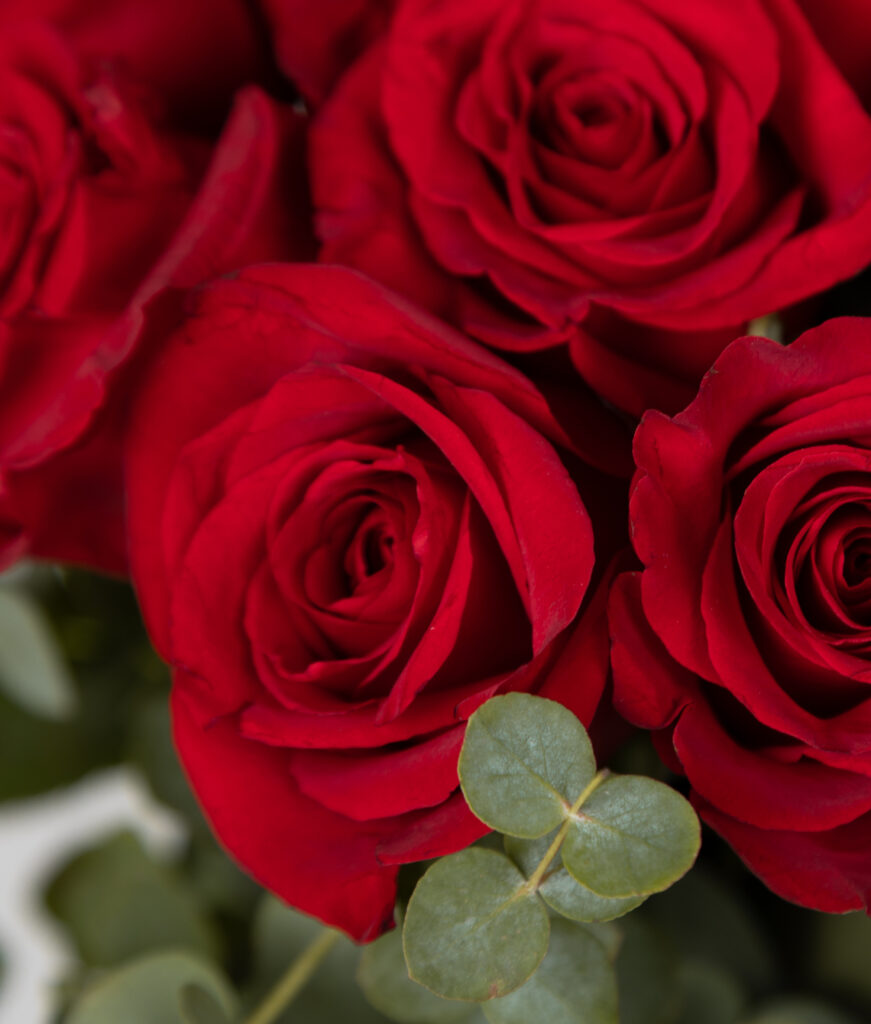 Comprar Ramo de 18 rosas | Goya Floristas