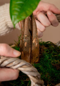 Comprar Mini Pachira | Goya Floristas