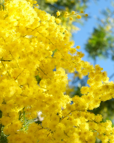 Florecen las primeras mimosas | Goya Floristas